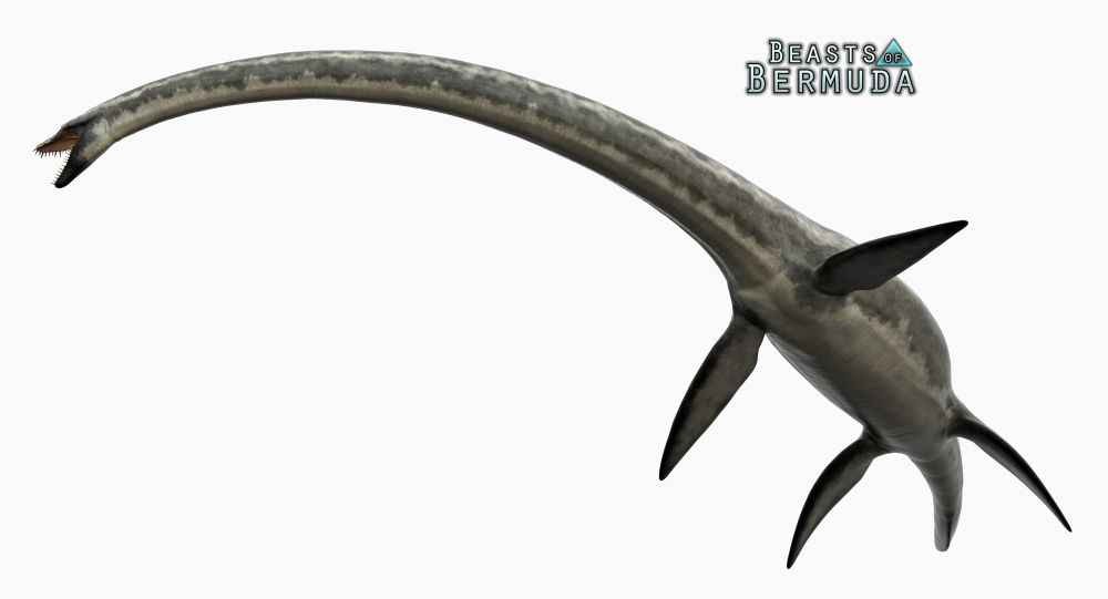 Aquatic Creatures - Beasts of Bermuda